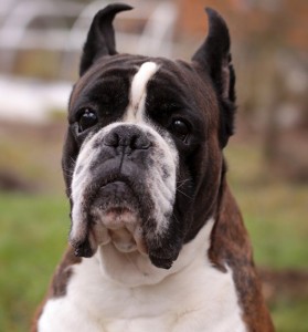 About boxer. Coat and colors - About Boxers